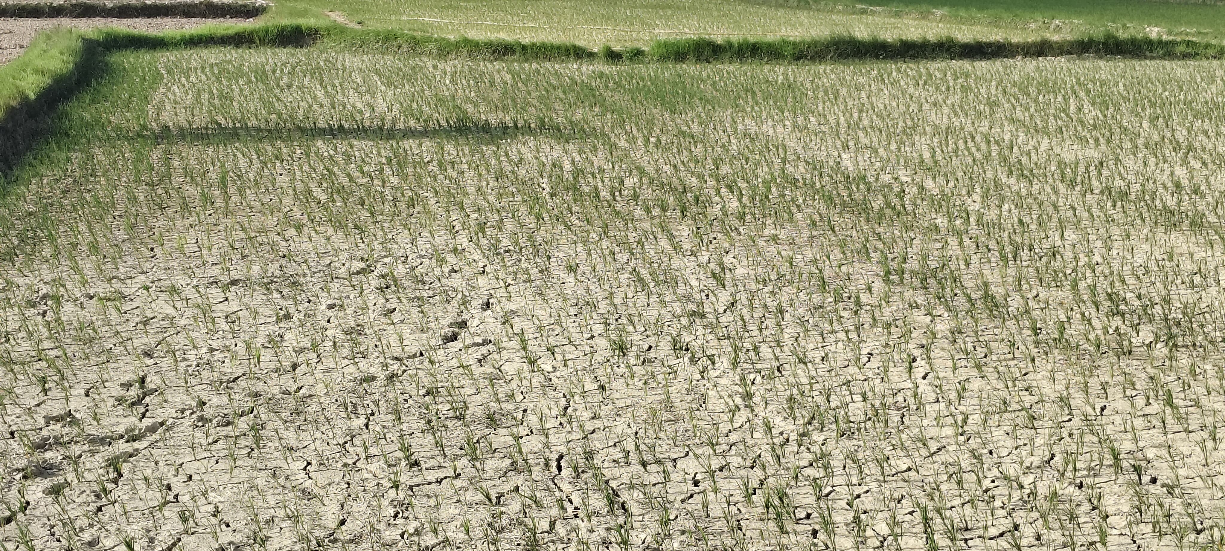 Tarai districts gasp for water - Nepali Times
